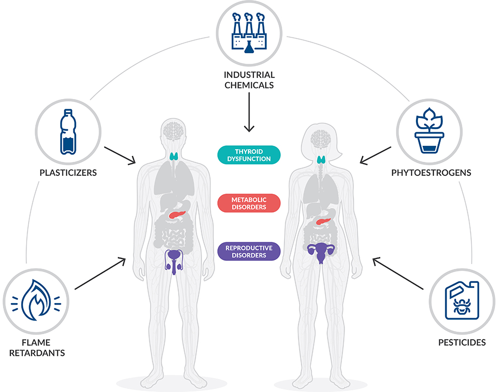 Endocrine Disrupting Chemicals New Report Released On Plastics Edcs 5268